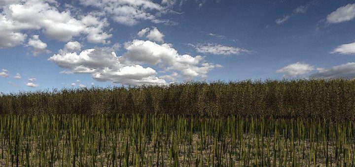 CANOLA TEXTURE v1.0 FS19 - FS22 Mod / F19 Mod