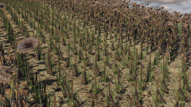 Texture de tournesol v1.0.0.0 FS19 Mod | FS25 Mods / FS22 Mods